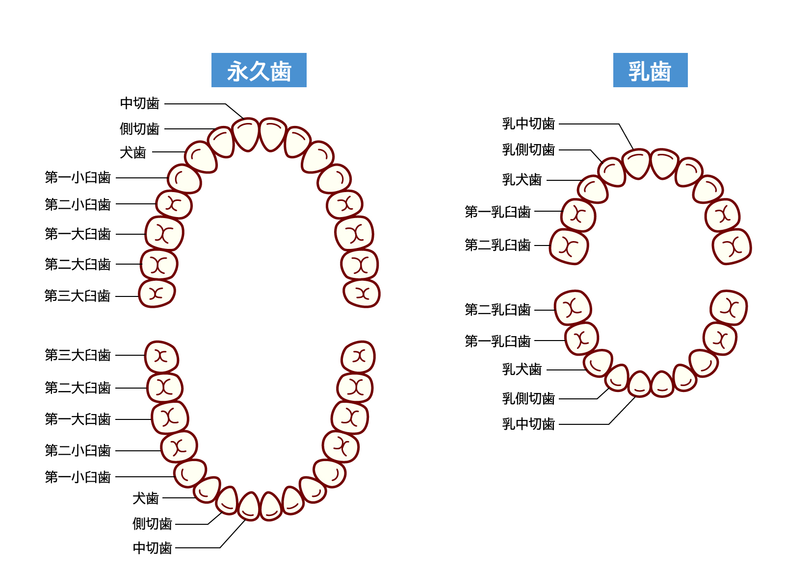 歯周検査表を読んでみよう！検査表は大切な情報がいっぱい